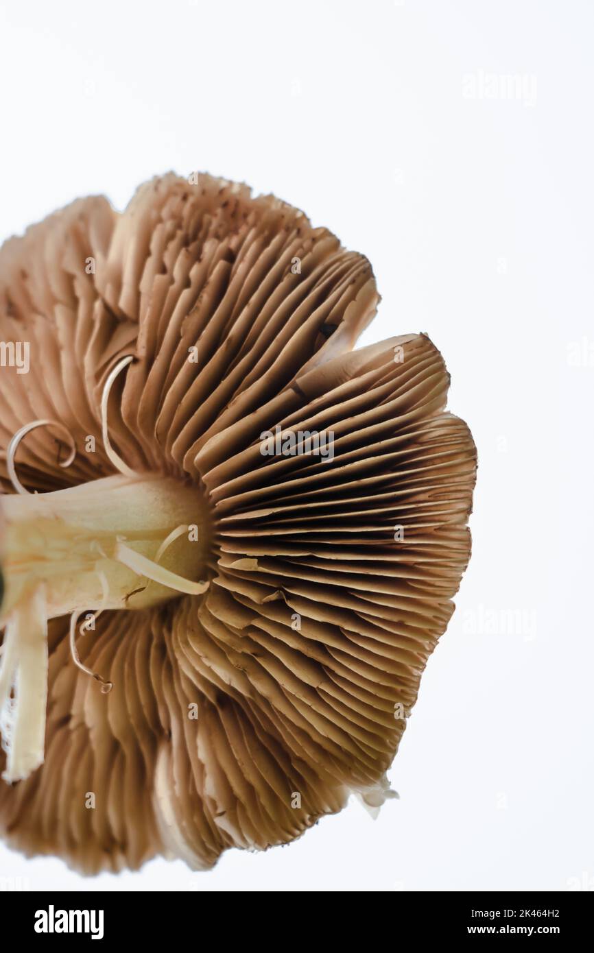 Close-up of a mushroom - low-angle shot. White background Stock Photo ...