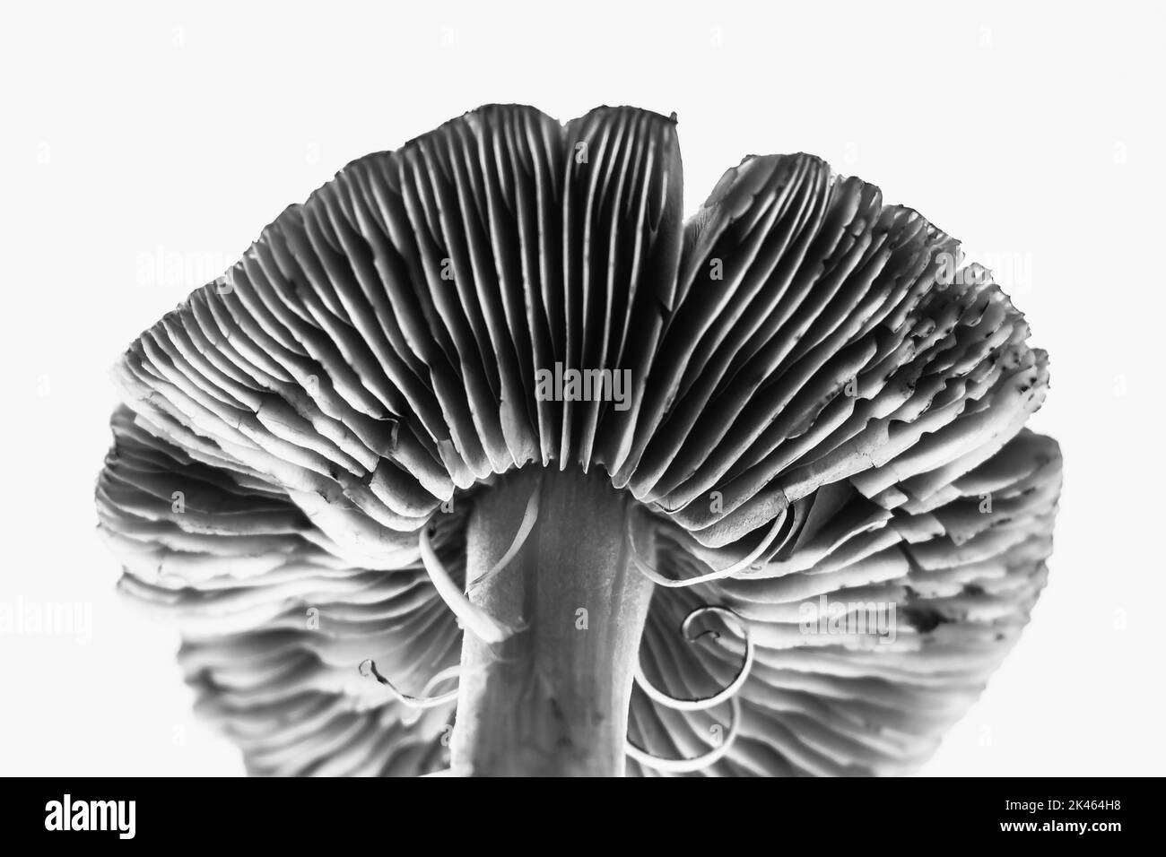 Cut champignon mushrooms in Black and White Stock Photos & Images - Alamy