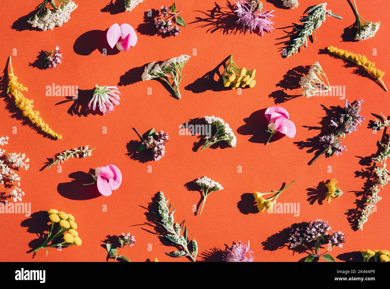 Flower composition with wild flowers over dark orange background and ...