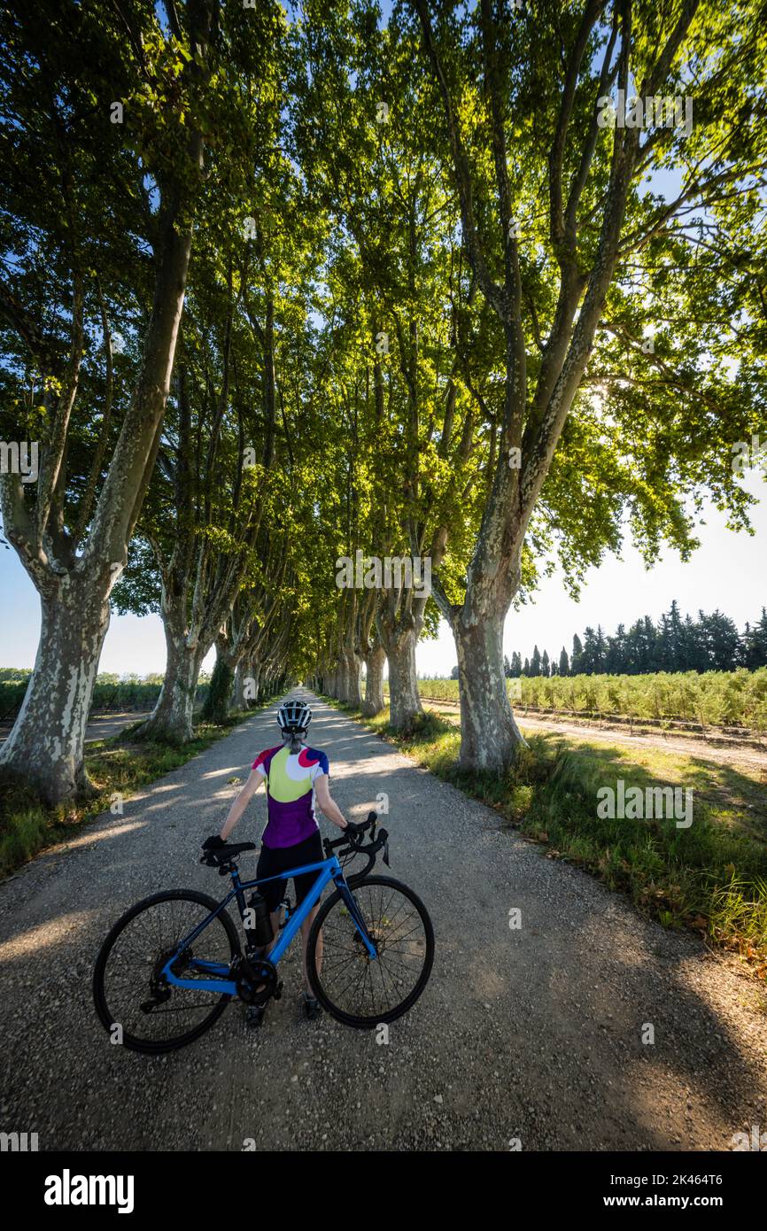 Female road cyclist poses in a tree lined avenue close to Graveson ...