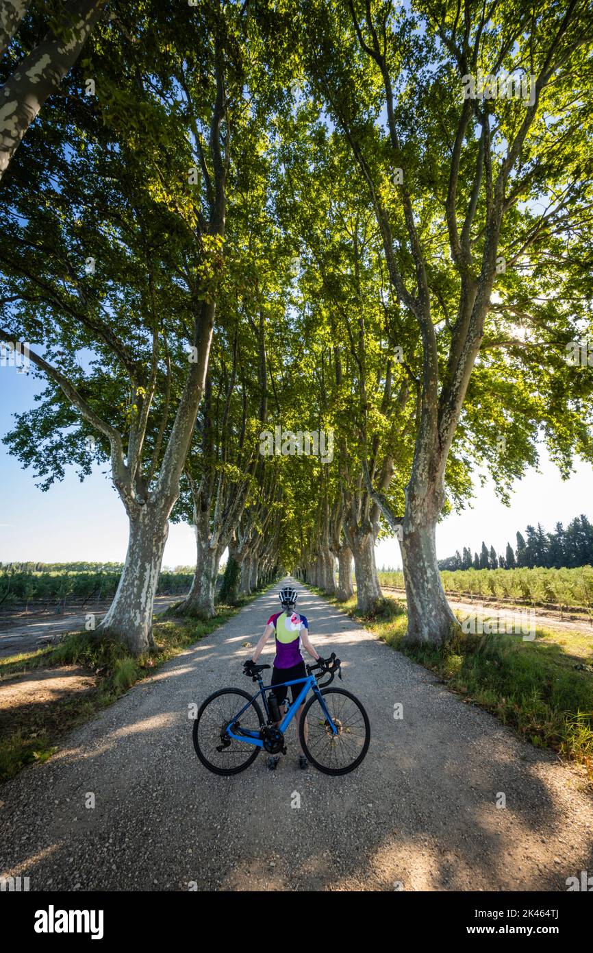 Female road cyclist poses in a tree lined avenue close to Graveson ...