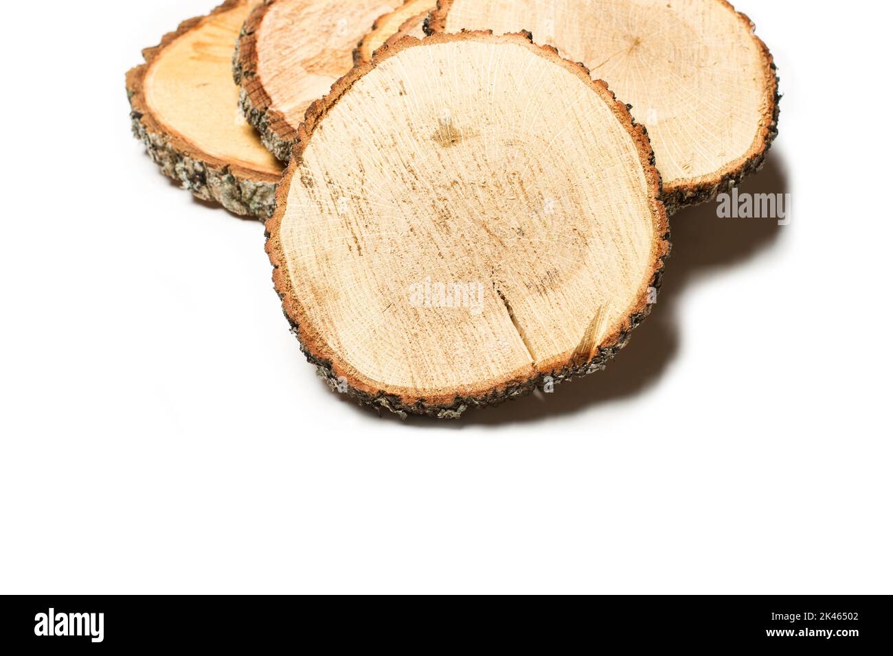 Tree trunk slices on a white background with copy space Stock Photo - Alamy