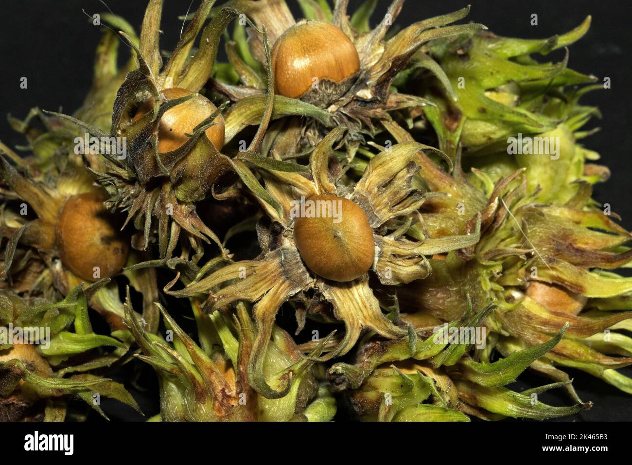 The nuts of the Turkish Hazel drop in autumn and are protected by a ...