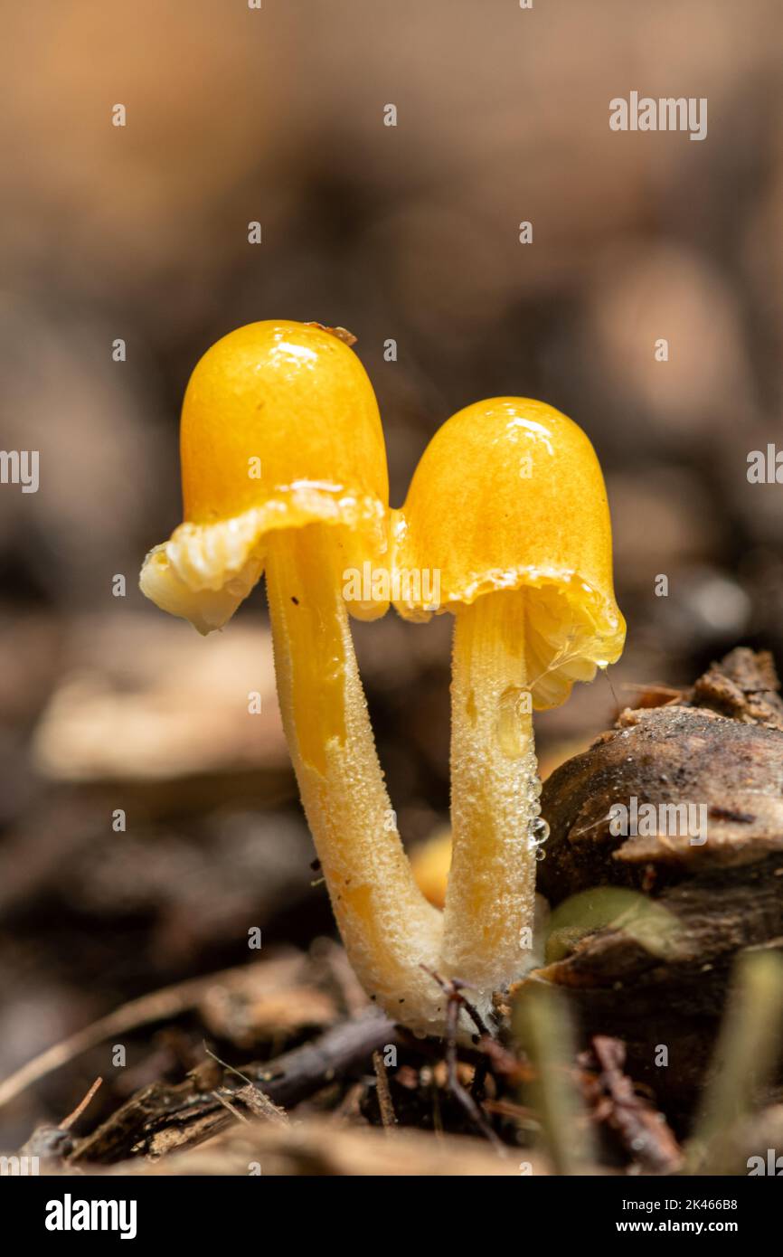 Bright yellow toadstools with gills growing during Autumn on woodland ...