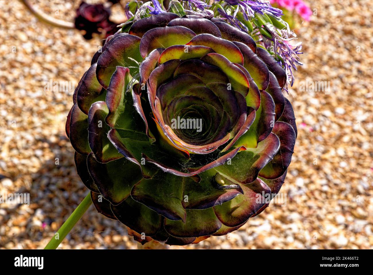 Black tree aeonium - Aeonium arboreum Zwartkop - flower close-up. A ...