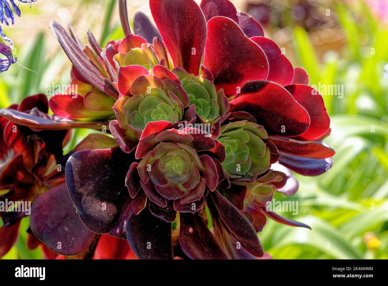 Tree aeonium aeonium arboreum hi-res stock photography and images - Alamy