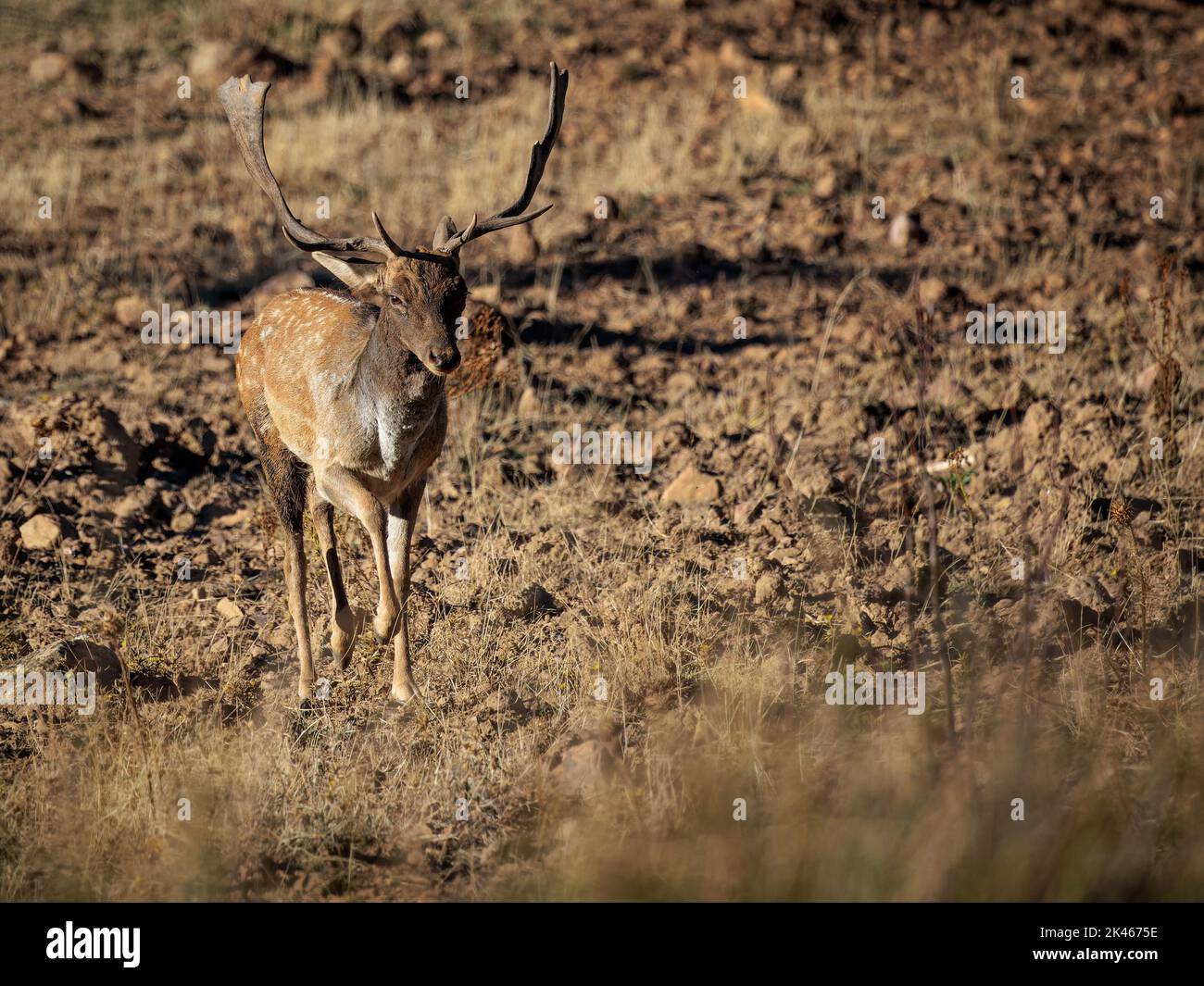 Fallow deer animal in bush hi-res stock photography and images - Alamy