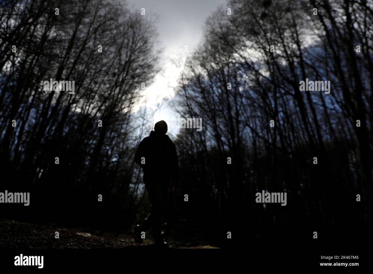 Omora chile forest hi-res stock photography and images - Alamy