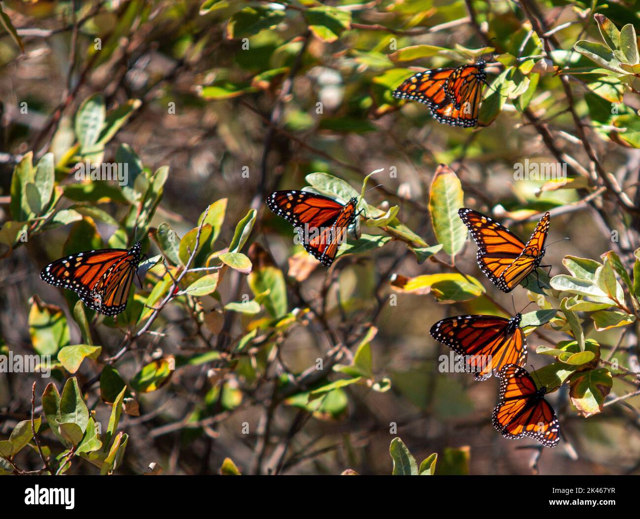 Monarch butterflies on a green bush by the water on Fire Island as they ...