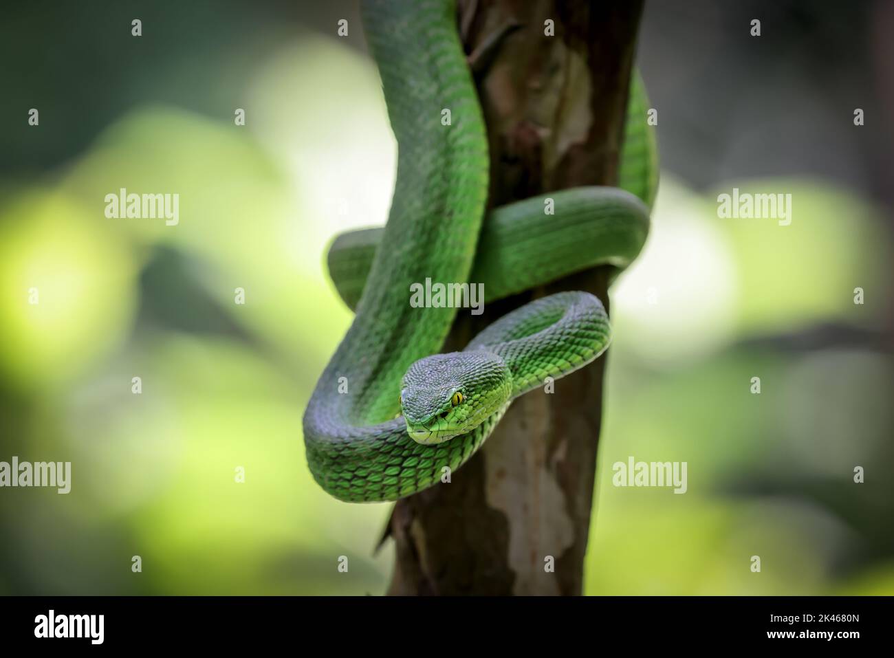 Close up photo of a Green Pit viper (Trimeresurus macrops Stock Photo ...