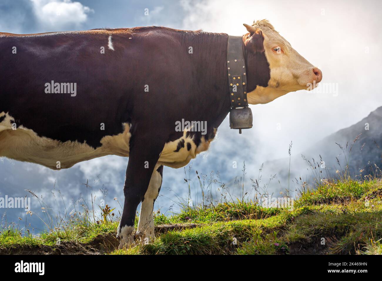 Swiss brown cow in the alpine landscape, Gran Paradiso, Northern Italy ...