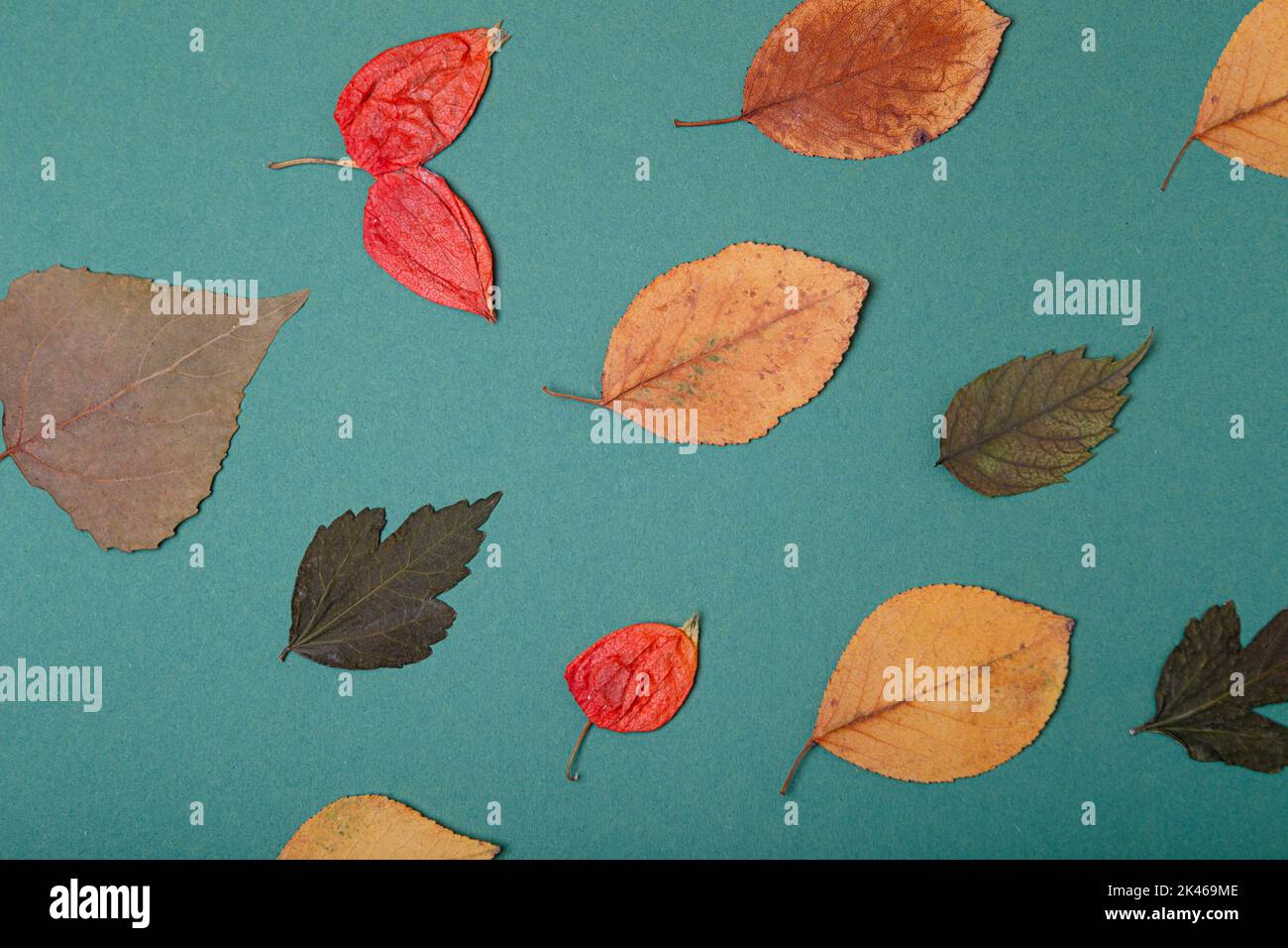 Top view of dry herbarium leafs on teal background,good as autumn card ...
