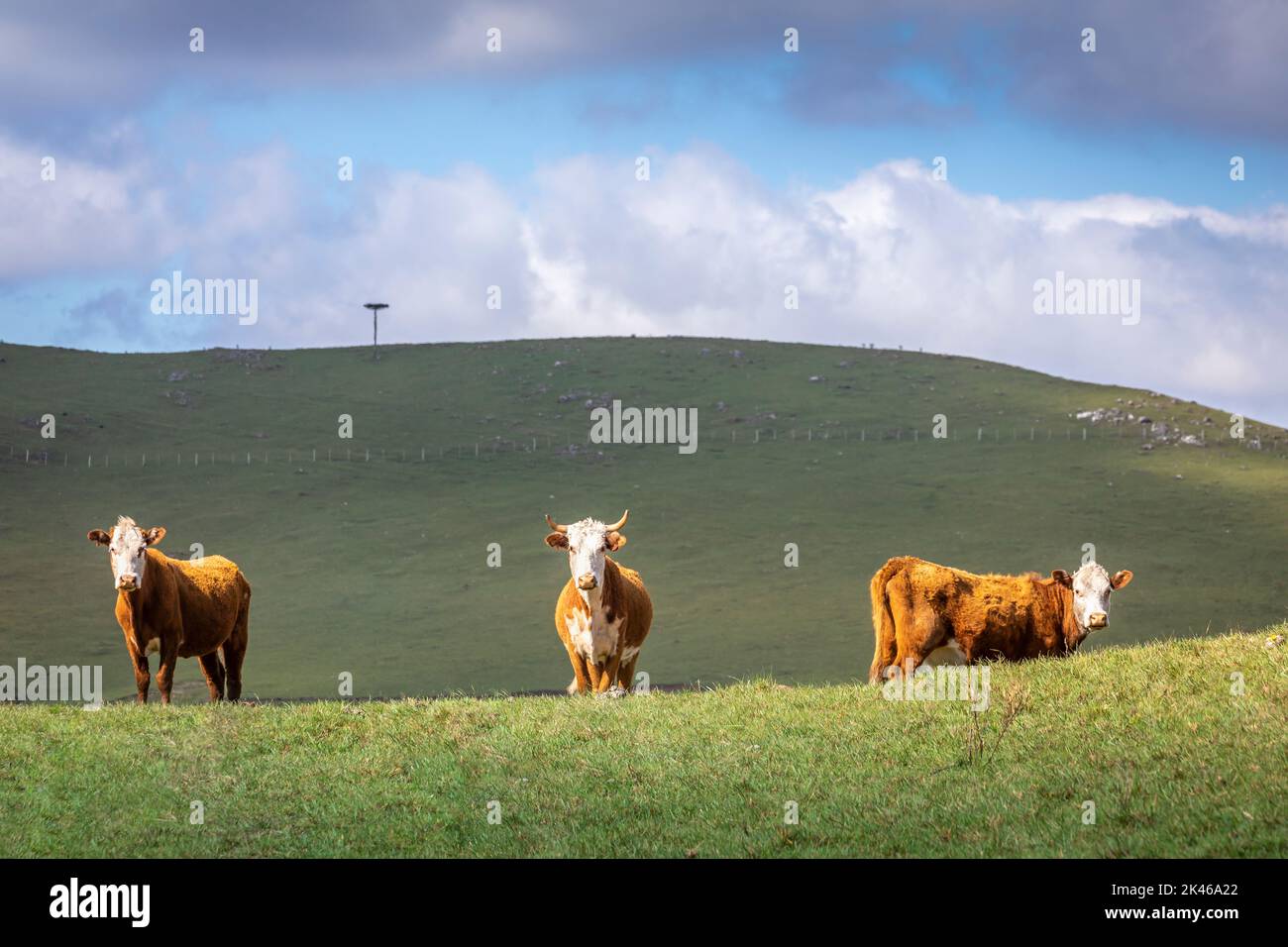 Cows grazing at sunset, Rio Grande do Sul pampa - Southern Brazil Stock ...