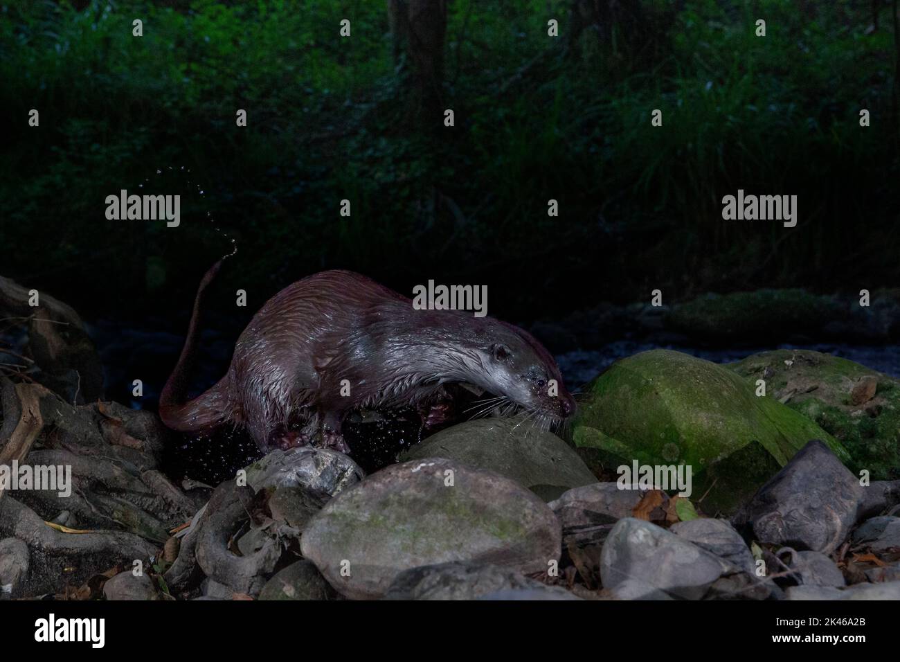 Eurasian Otter (Lutra lutra), adult coming out of the water, Campania ...