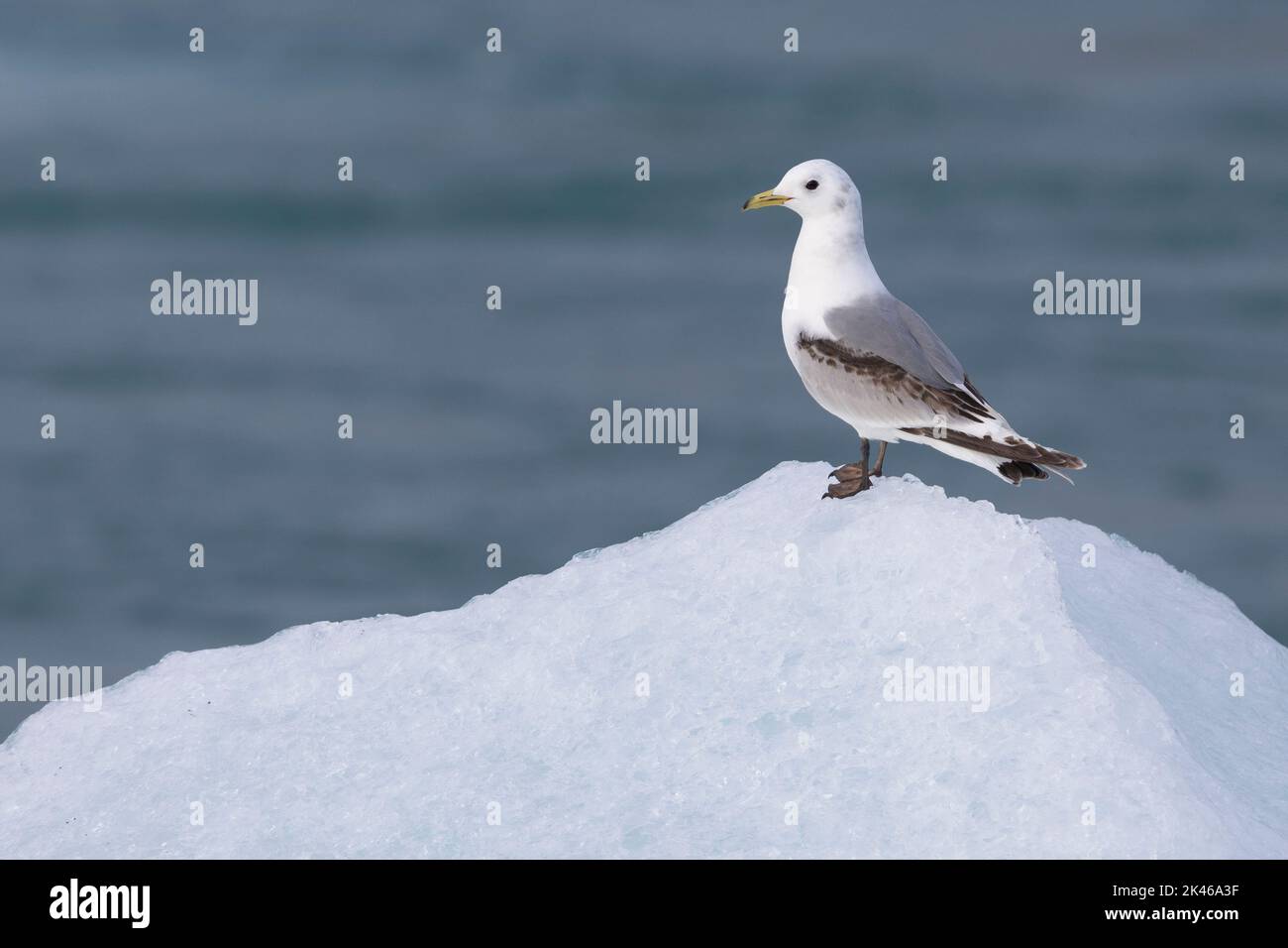 Black-legged Kittiwake (Rissa tridactyla), side view of a second year ...