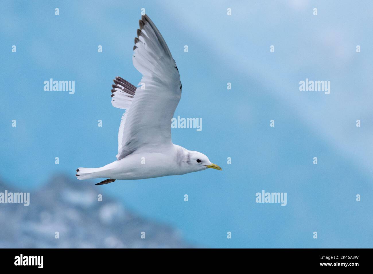 Black-legged Kittiwake (Rissa tridactyla), side view of a second year ...
