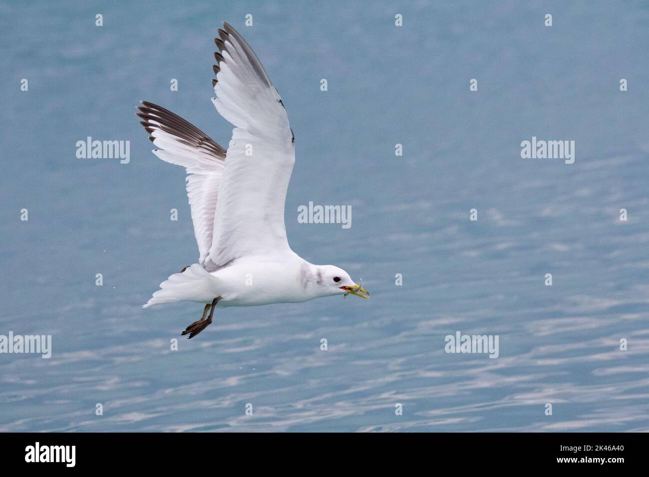 Black-legged Kittiwake (Rissa tridactyla), side view of a second year ...