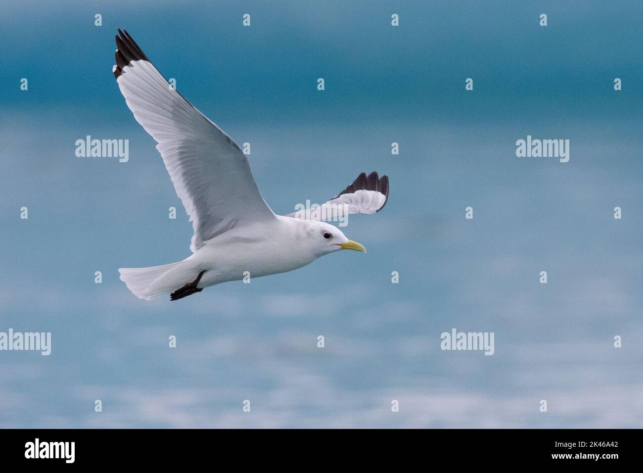 Black-legged Kittiwake (Rissa tridactyla), side view of an adult in ...