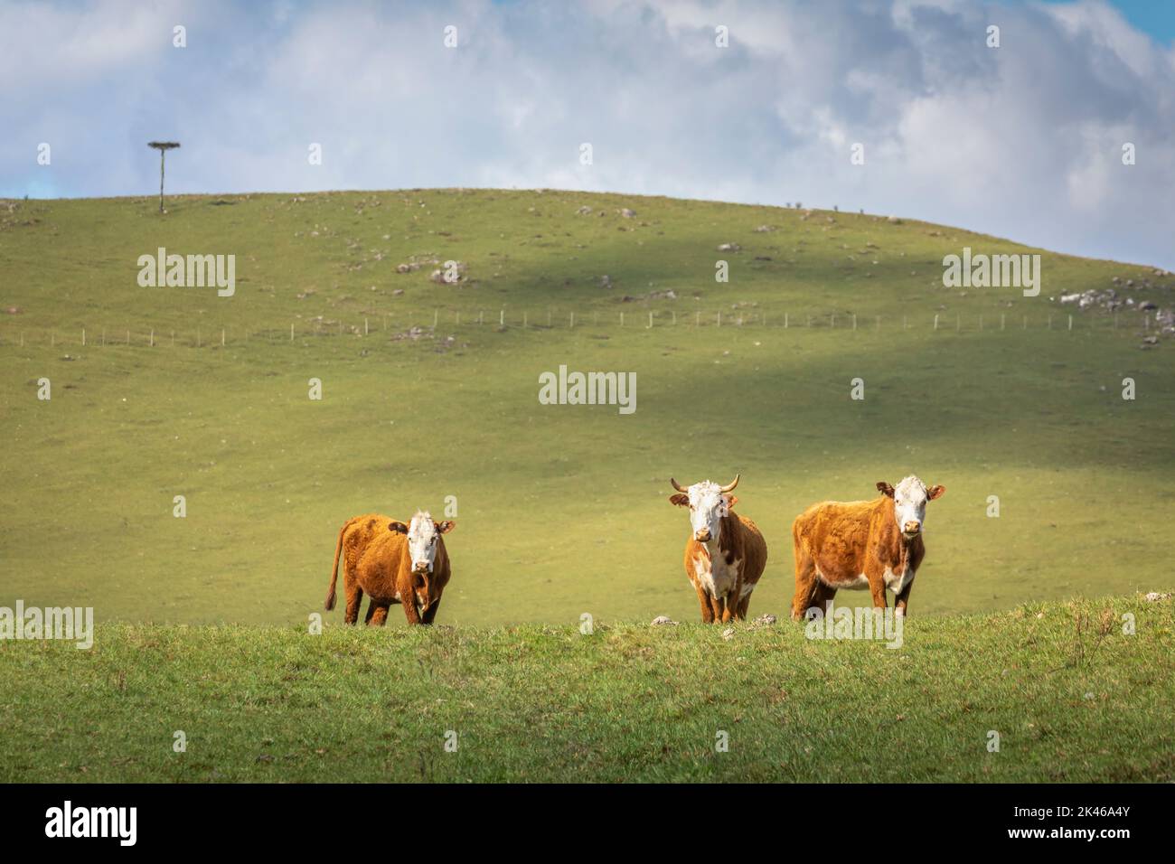 Cows grazing at sunset, Rio Grande do Sul pampa - Southern Brazil Stock ...