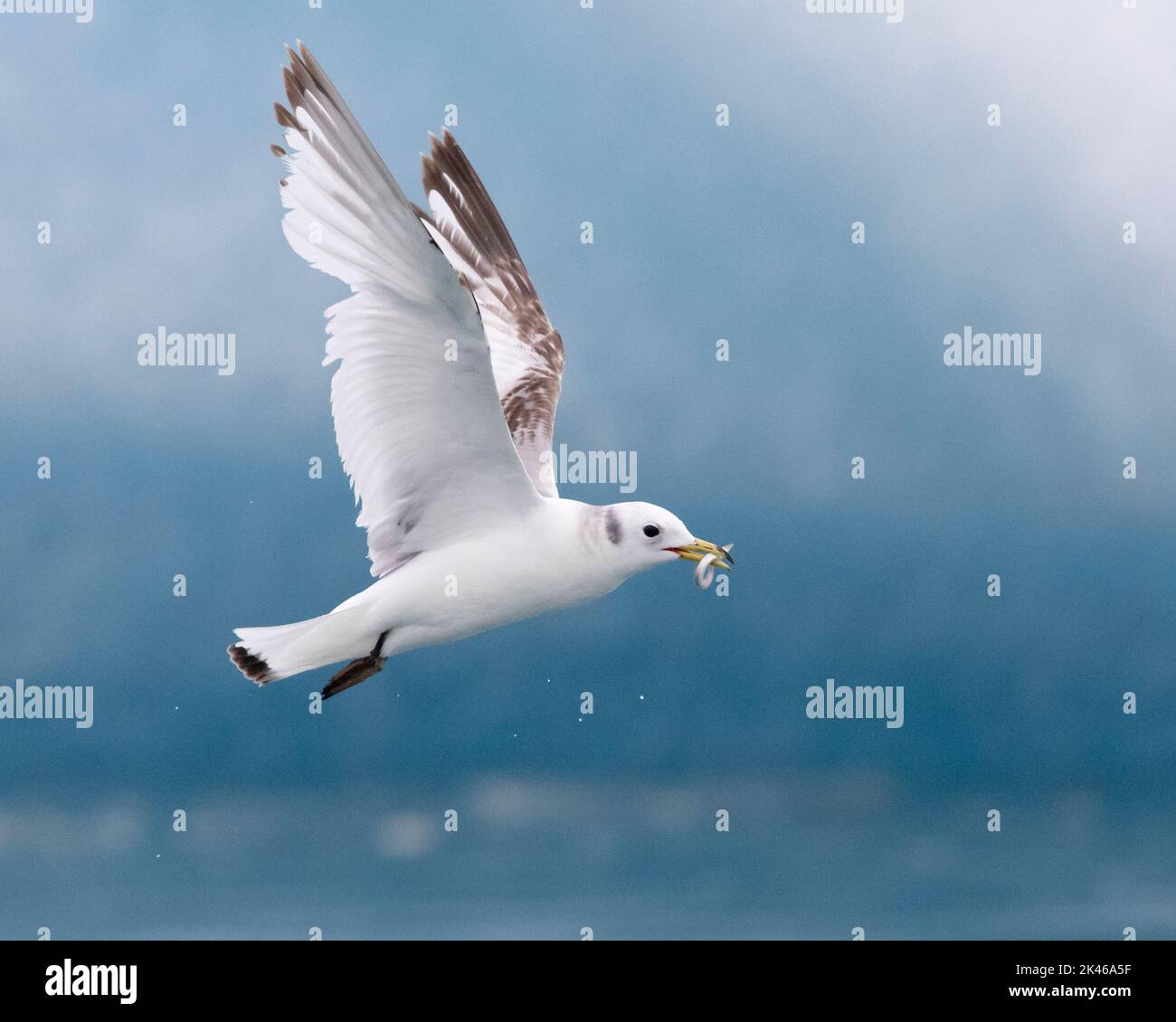 Black-legged Kittiwake (Rissa tridactyla), side view of a second year ...