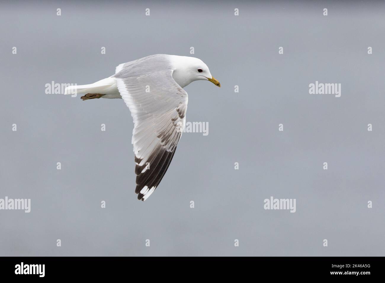 Common Gull (Larus canus), side view of an immature in flight, Western ...