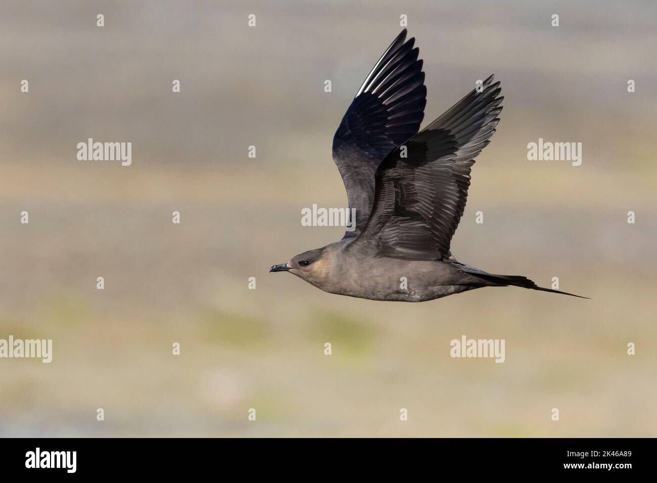 Parasitic Jaeger (Stercorarius parasiticus), side view of a dark morph ...