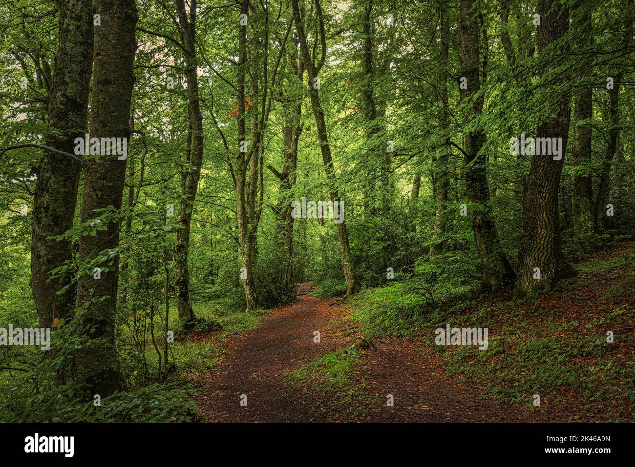 Path in a beech forest in the Bosco di Sant'Antonio nature reserve ...