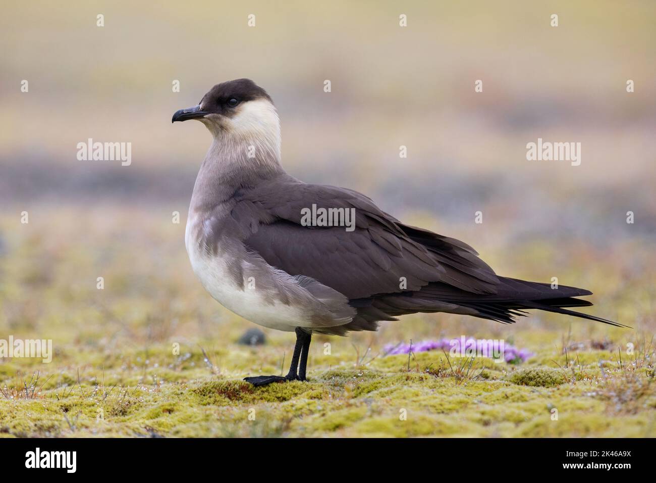Parasitic Jaeger (Stercorarius parasiticus), side view of a light morph ...