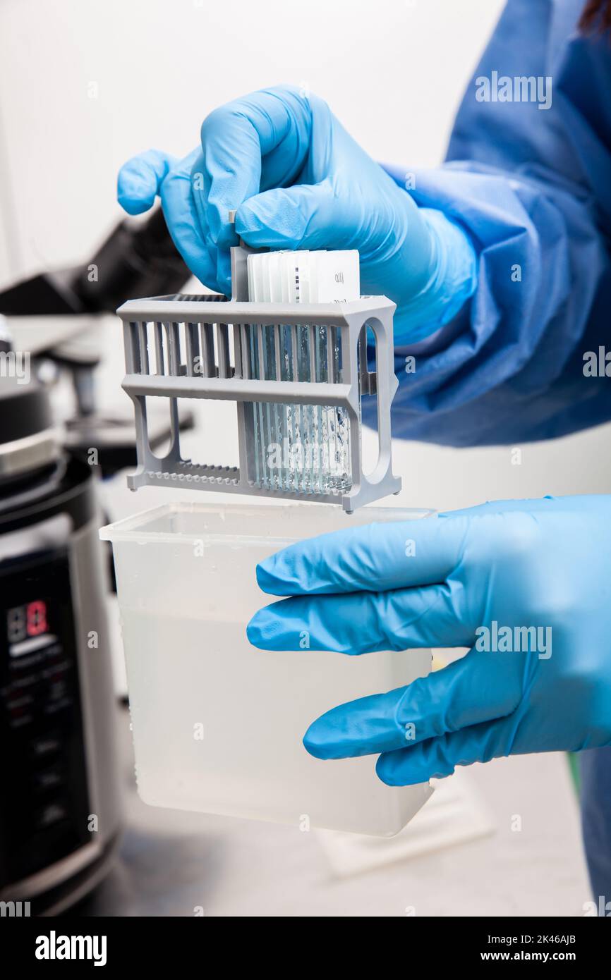Scientist preparing slides with tissue samples for immunohistochemistry ...