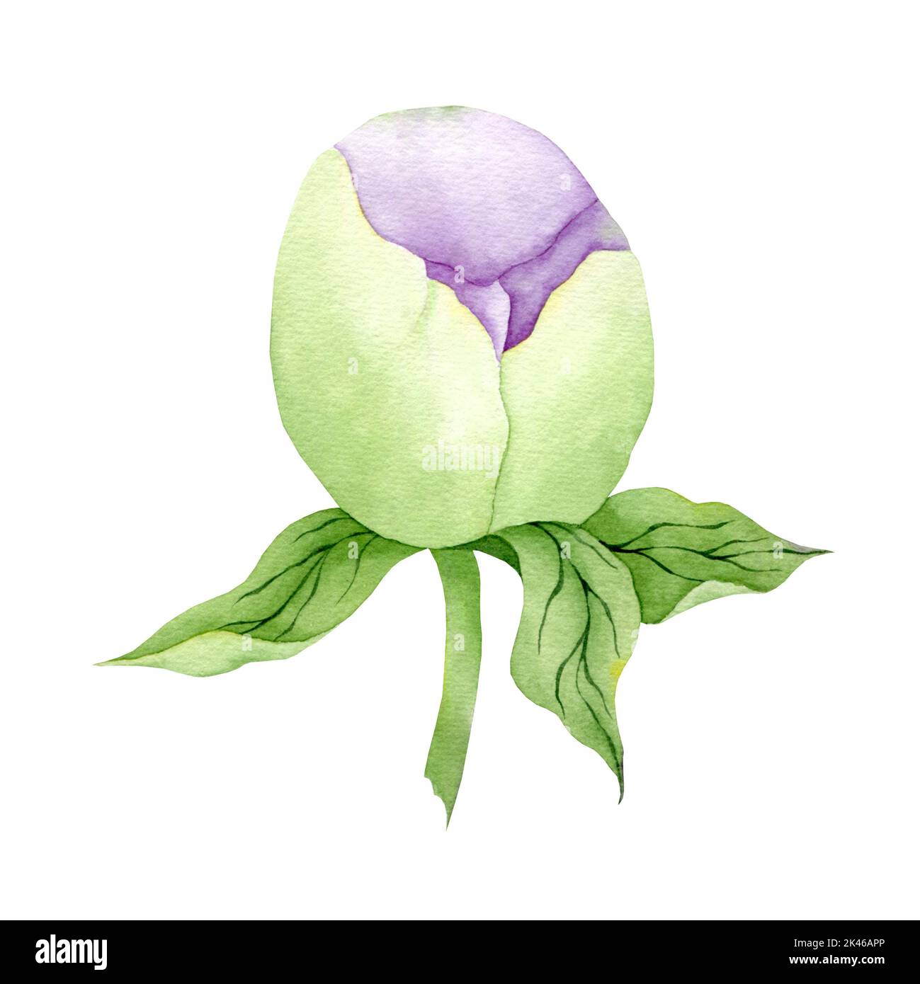Watercolor closed bud of purple Peony isolated on white background ...
