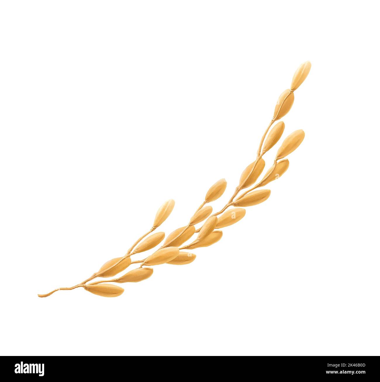 Rice plant illustration Stock Photo - Alamy