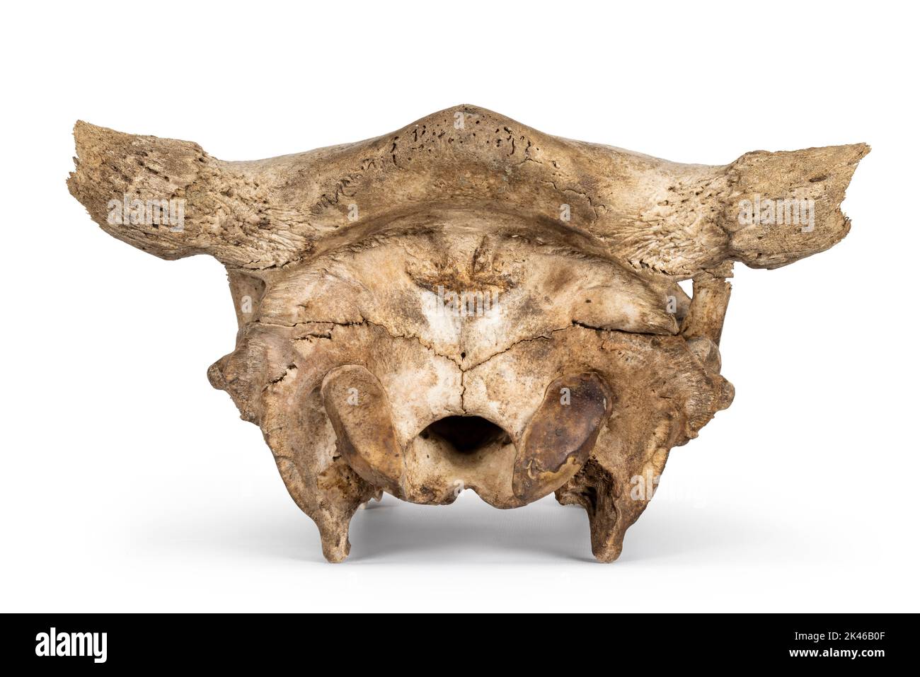 Cow Skeleton Jaw Cow Skeleton Jaw