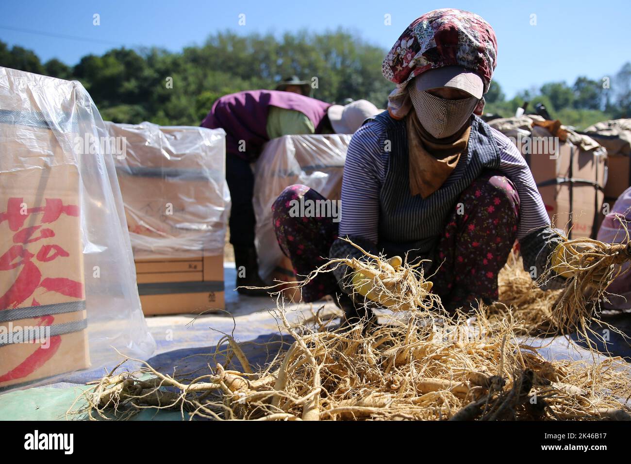 Yeongju, South Korea. 30th Sep, 2022. A farmer packs harvested ginseng ...