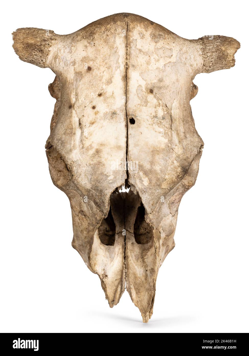 Cow skull on farm Cut Out Stock Images & Pictures - Alamy