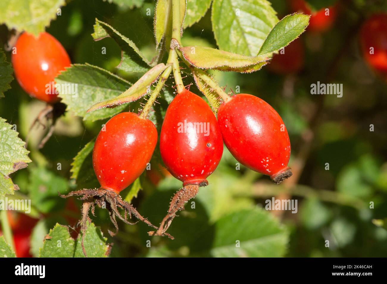 Sweet Briar, Rosa rubiginosa, Sweet-briar, hips on bush showing sticky ...