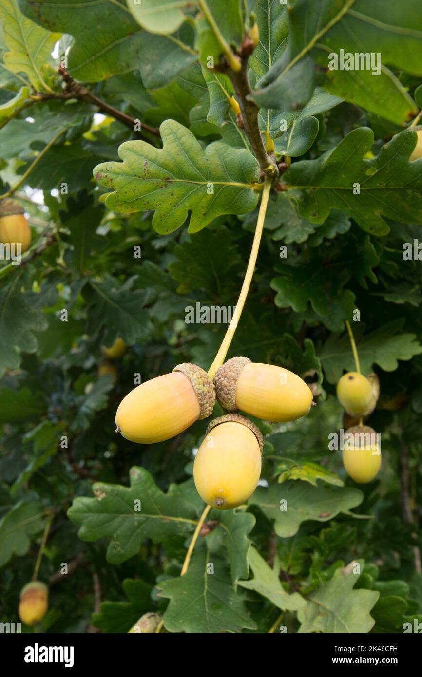 Pedunculate oak, English oak, Quercus robur, three acorns hanging on ...