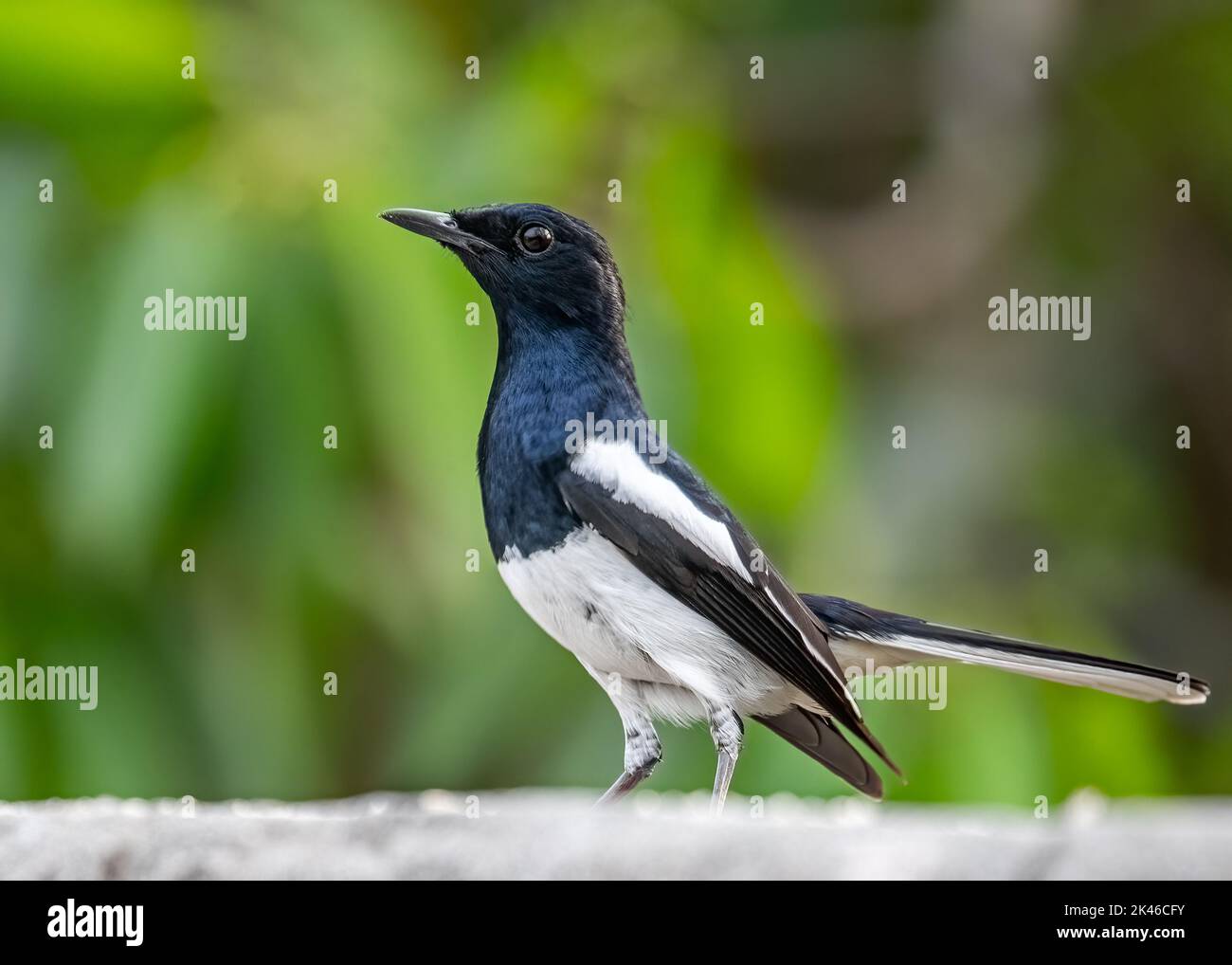 Alert position hi-res stock photography and images - Alamy
