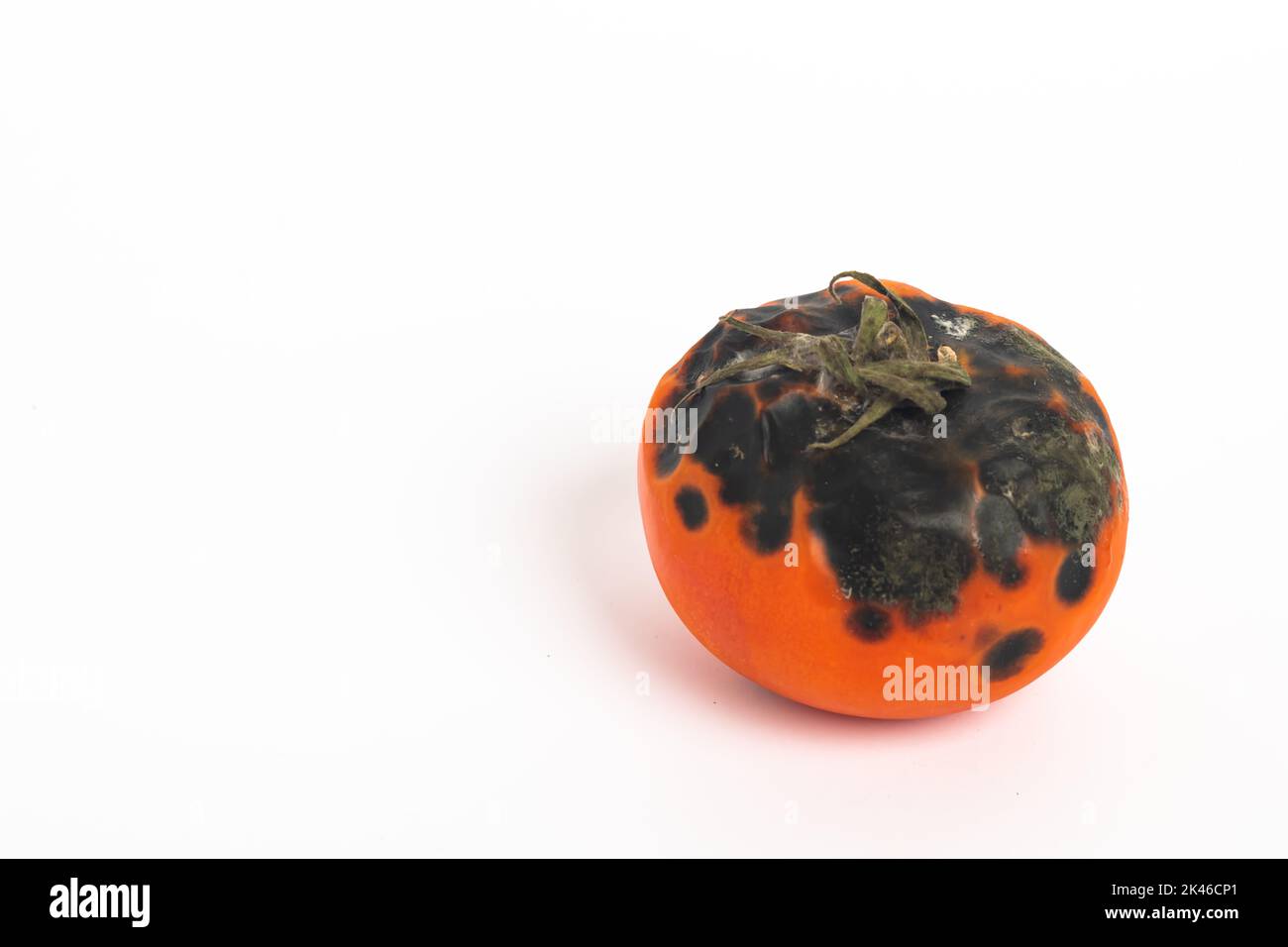 Rotten tomato. Mold on vegetables. Rotten product.missing vegetable ...