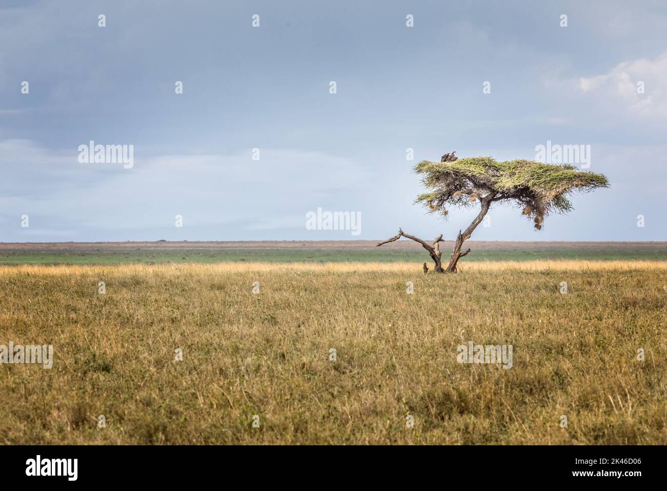 African savannah landscape with trees hi-res stock photography and ...
