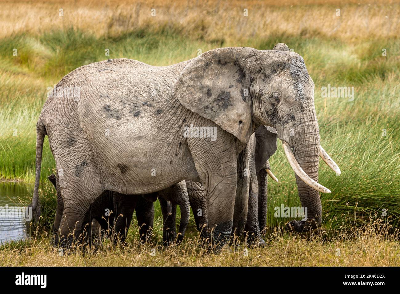 A single elephant in the Serengeti National Park, Tanzania Stock Photo ...