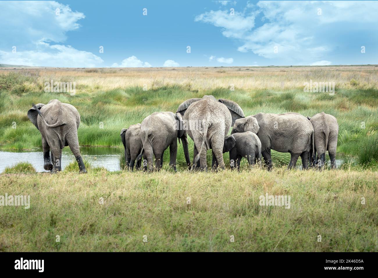 Large family of elephants hi-res stock photography and images - Alamy