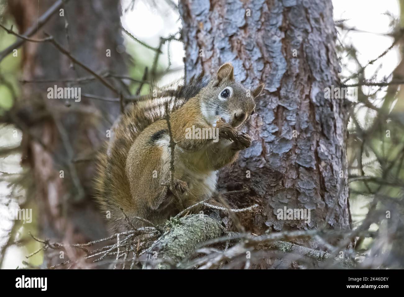 An American red squirrel, Tamiasciurus hudsonicus, eating a nut pine on ...