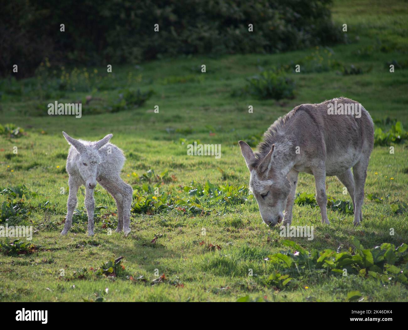 Grey cute baby donkey and mother on floral meadow Stock Photo - Alamy