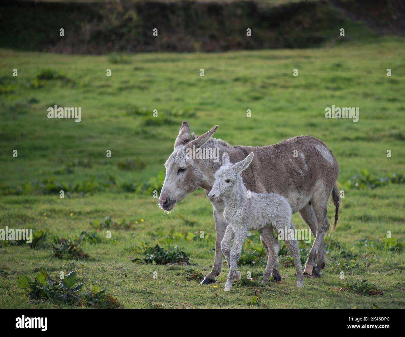 Grey cute baby donkey and mother on floral meadow Stock Photo - Alamy