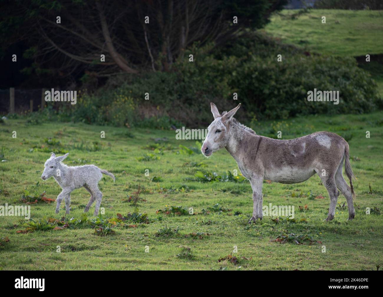 Baby donkey hi-res stock photography and images - Alamy