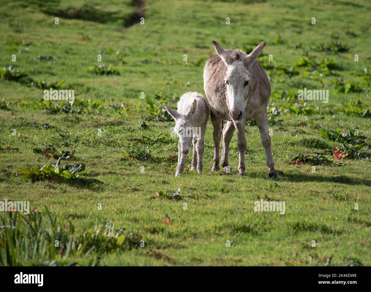 Donkey colt hi-res stock photography and images - Alamy