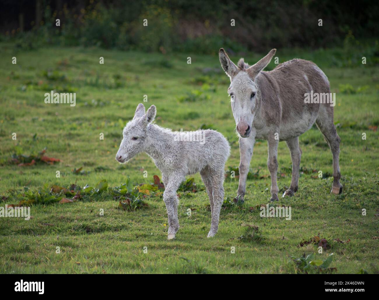 Grey cute baby donkey and mother on floral meadow Stock Photo - Alamy