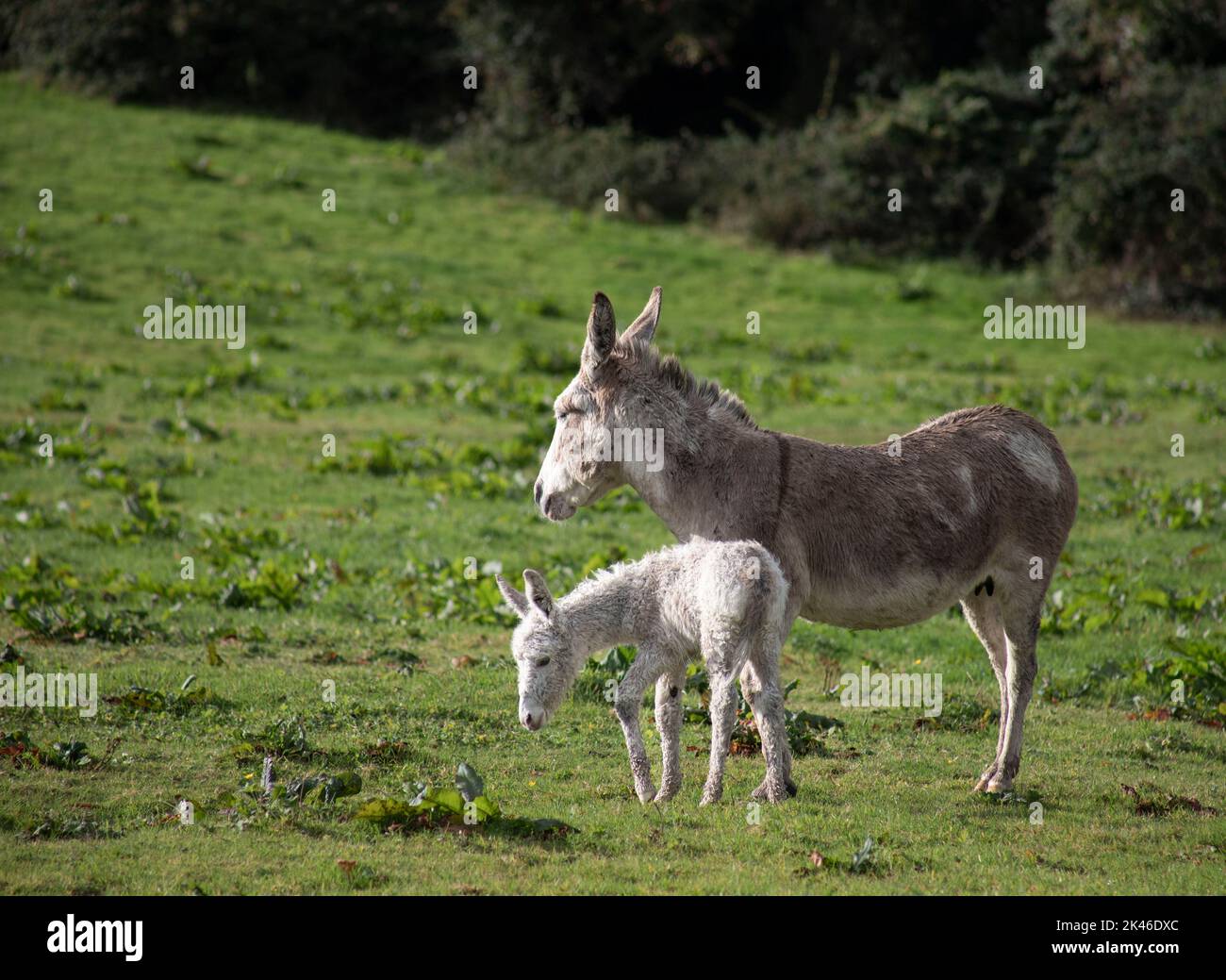 Baby donkey hi-res stock photography and images - Alamy