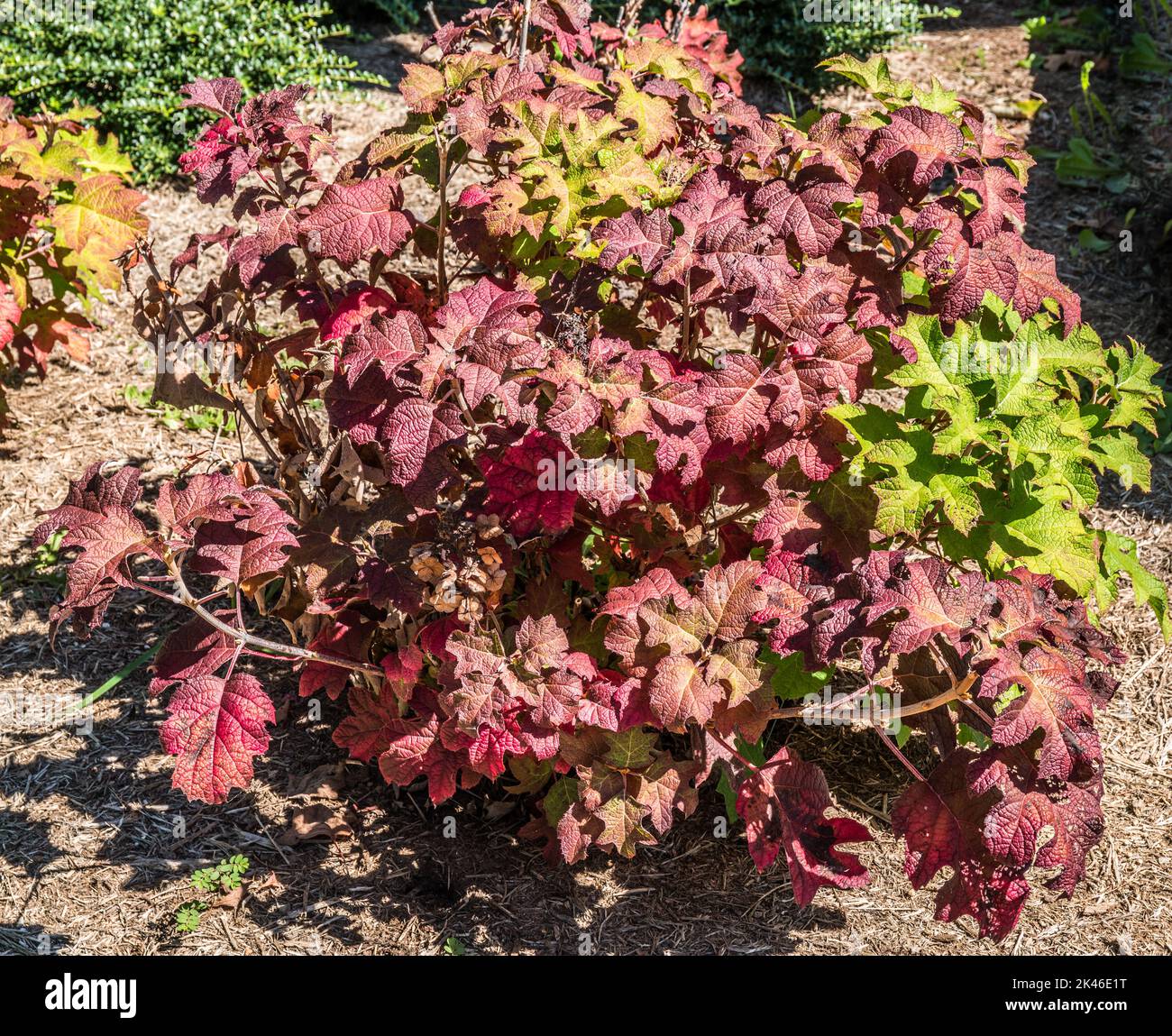 A small oak leaf hydrangea bush with the foliage turning red in early ...