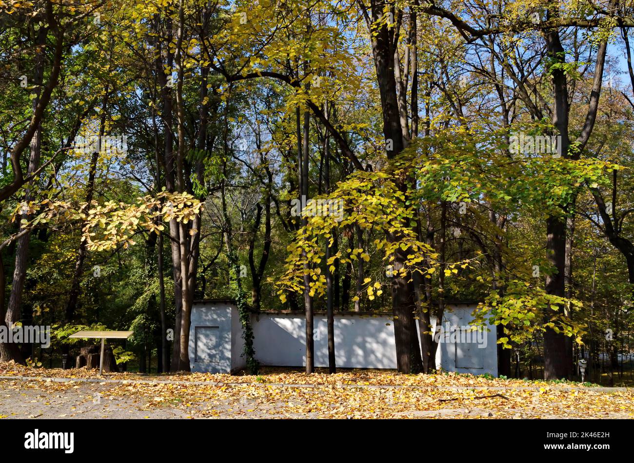 Perennial improvised amphitheater in a colorful autumn forest with ...